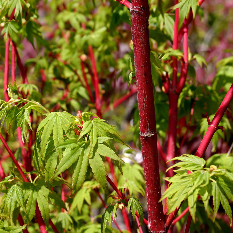 Coral Bark Japanese Maple Tree | The Sill