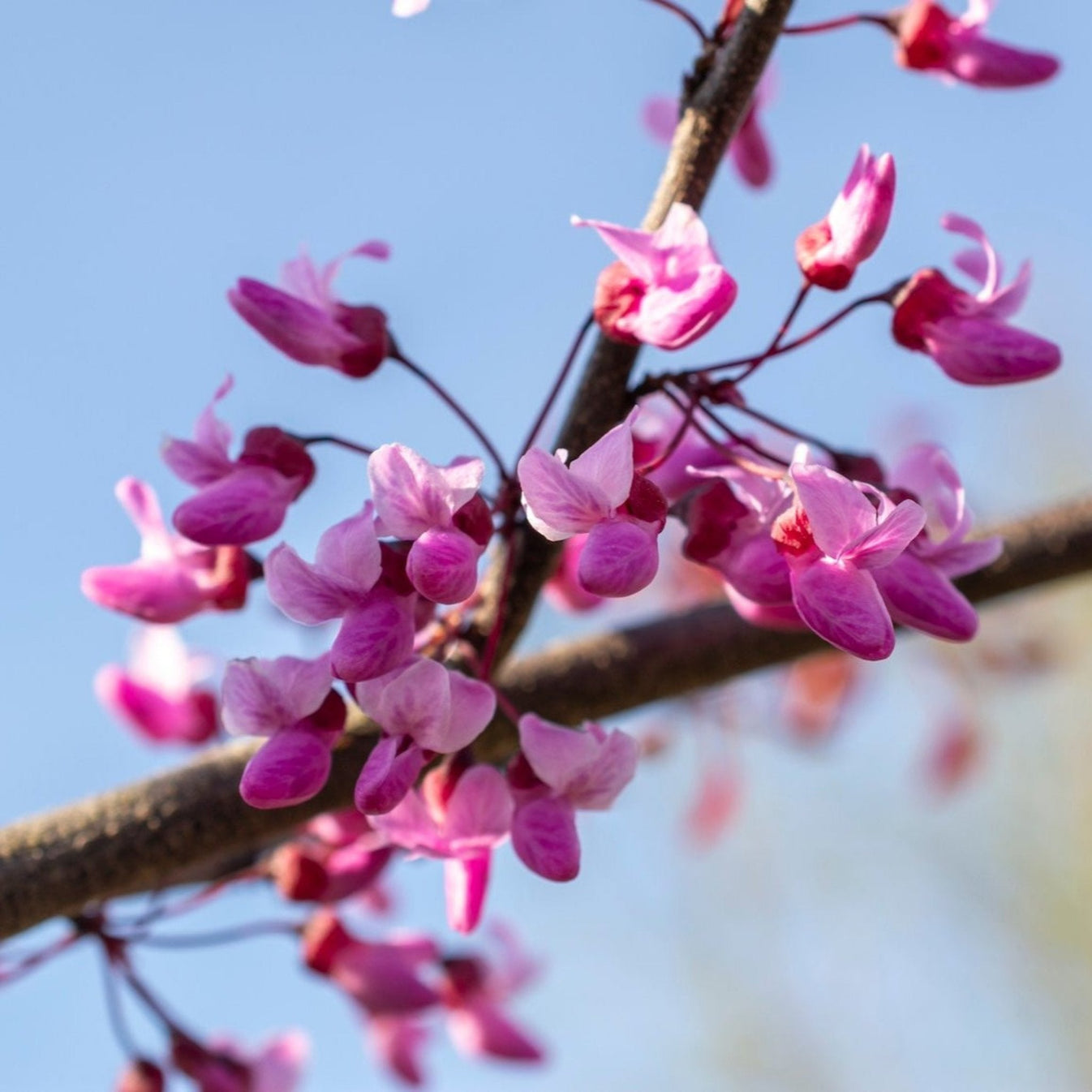 Flame Thrower® Redbud Tree | The Sill