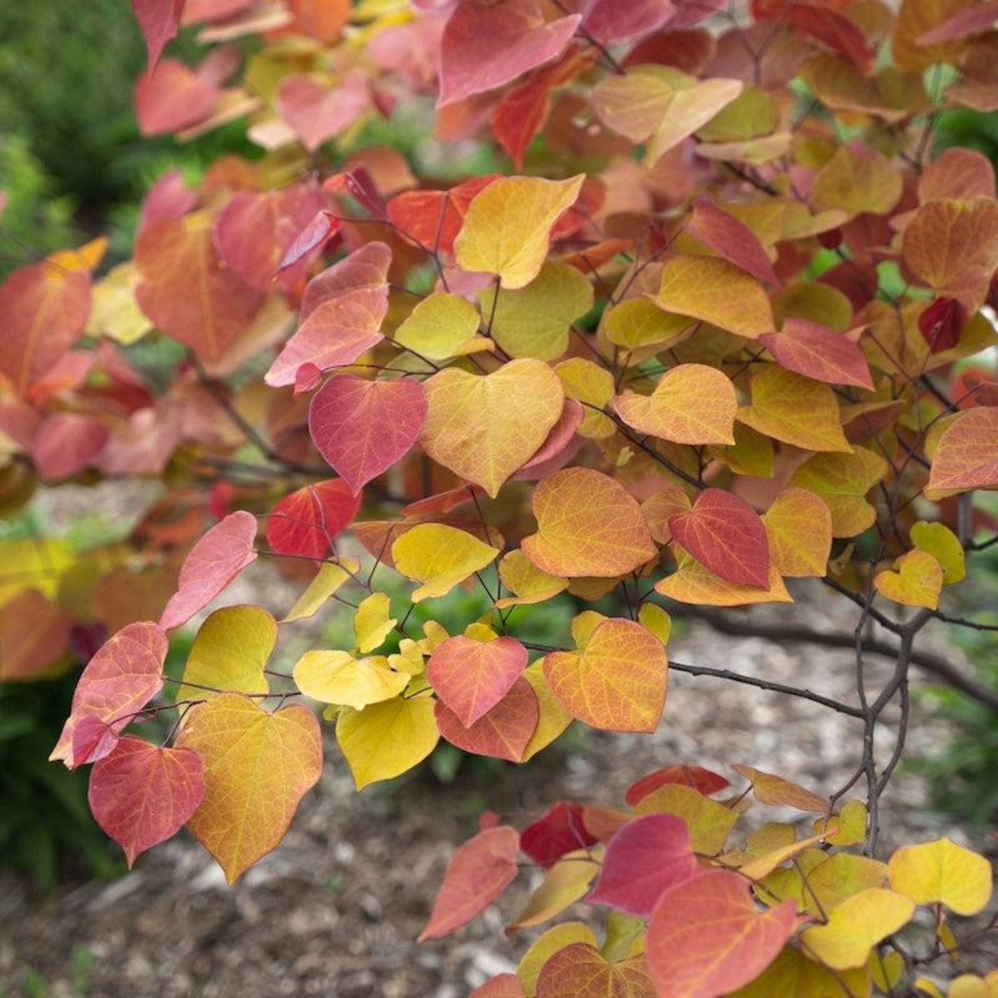 Flame Thrower® Redbud Tree | The Sill