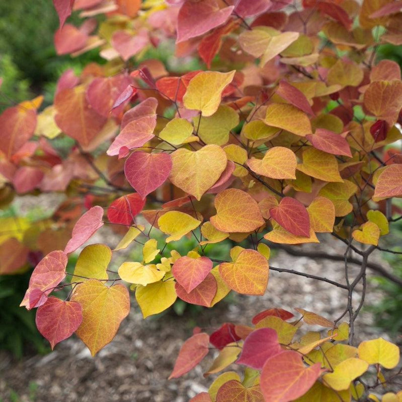 Flame Thrower® Redbud Tree | The Sill