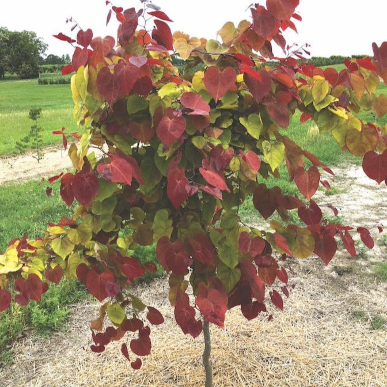 Flame Thrower® Redbud Tree | The Sill