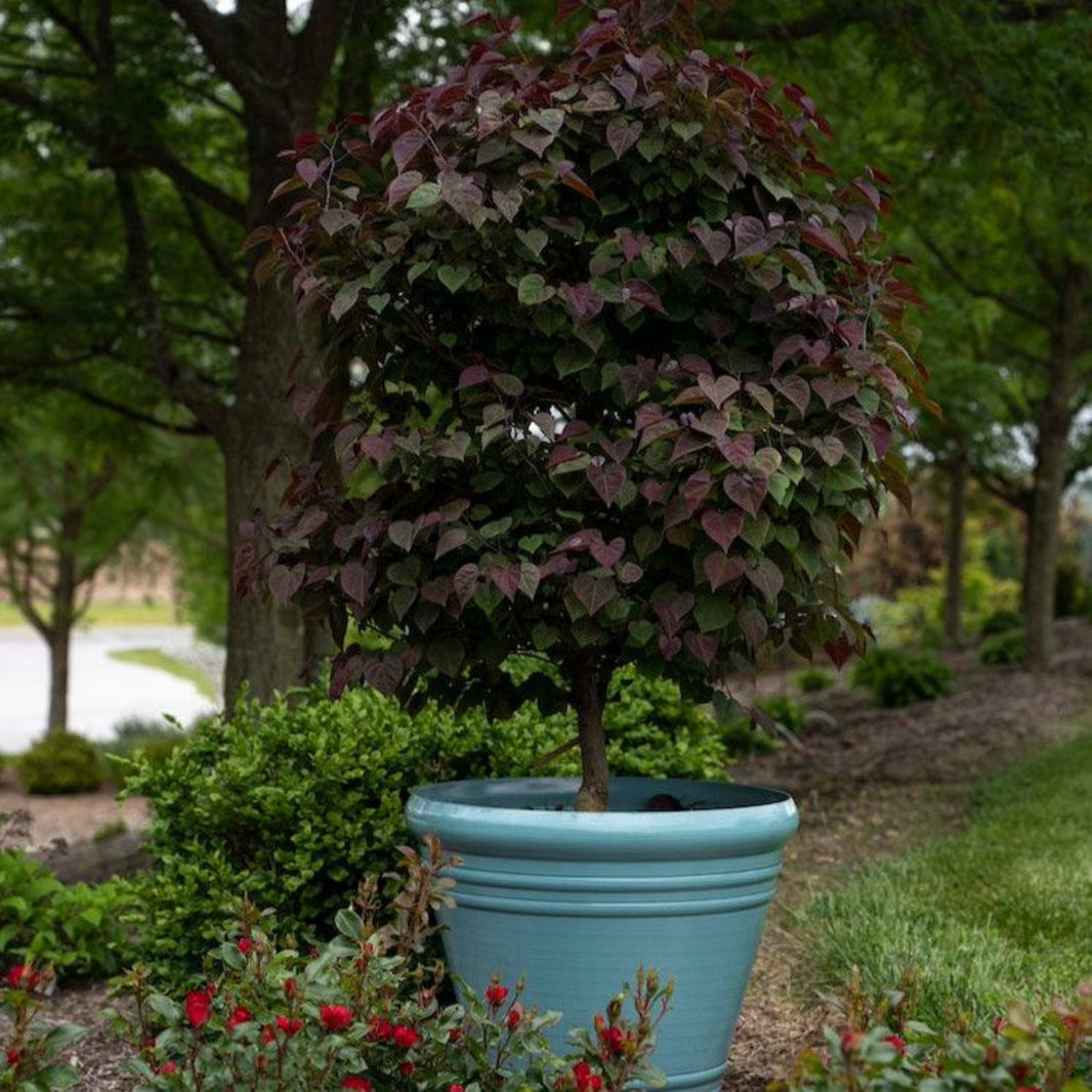 Redbud Trees | The Sill