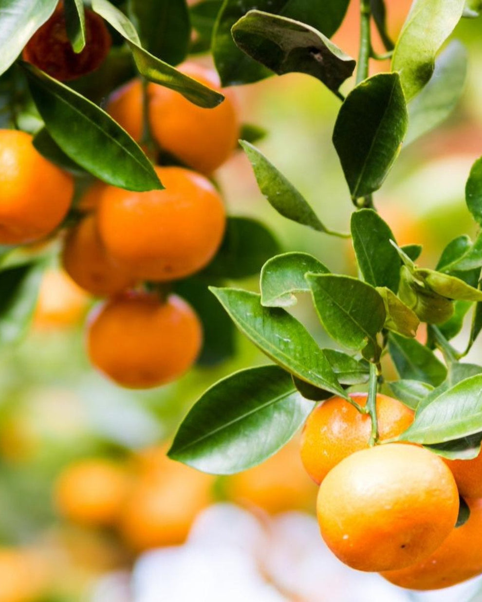 Clementine Mandarin Tree | The Sill