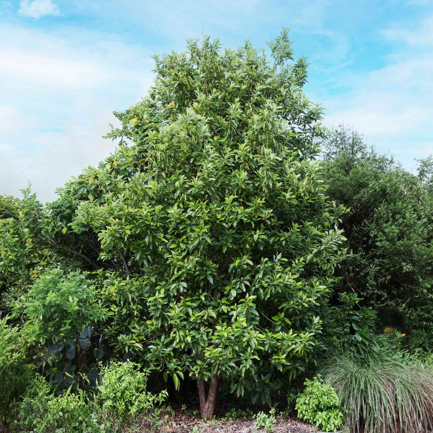 Cold Hardy Avocado Tree | The Sill