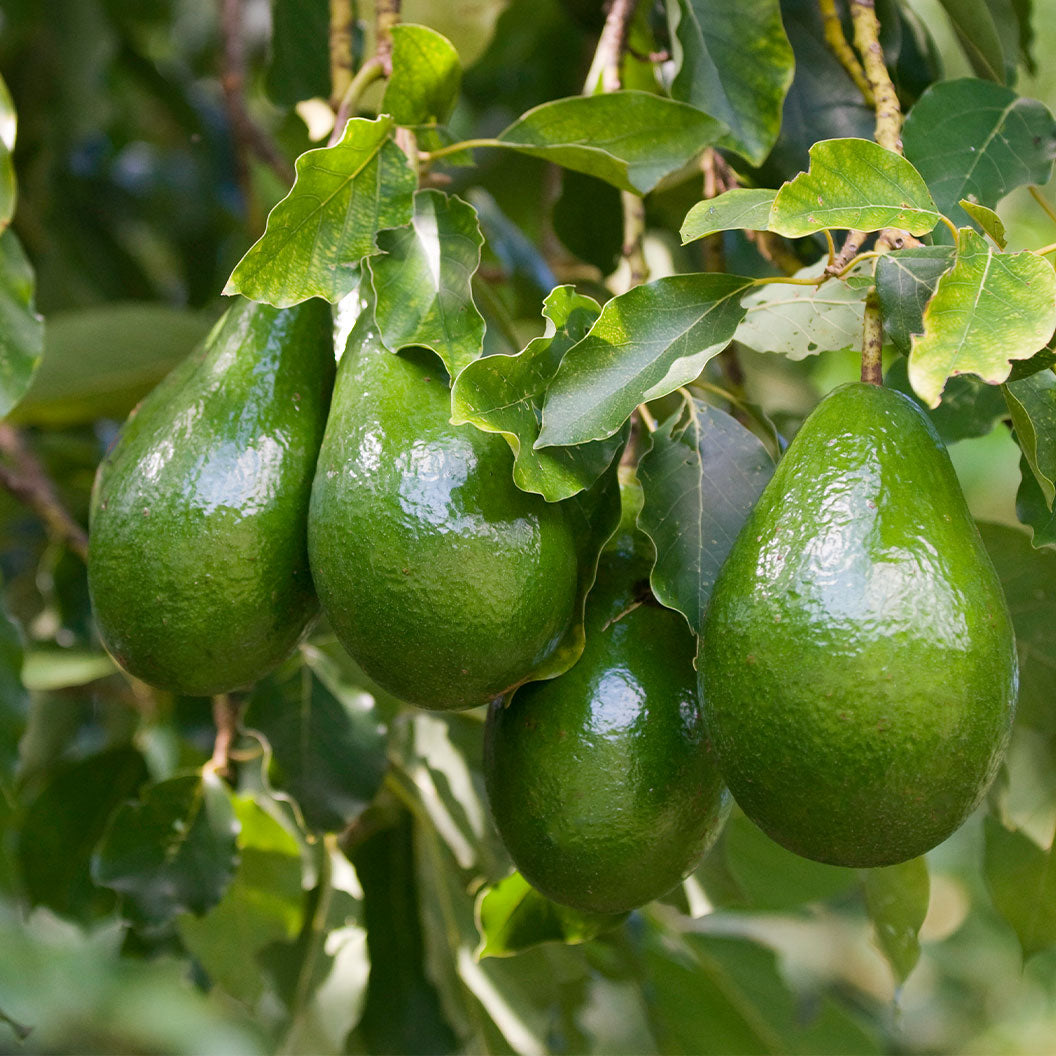 Cold Hardy Avocado Tree | The Sill