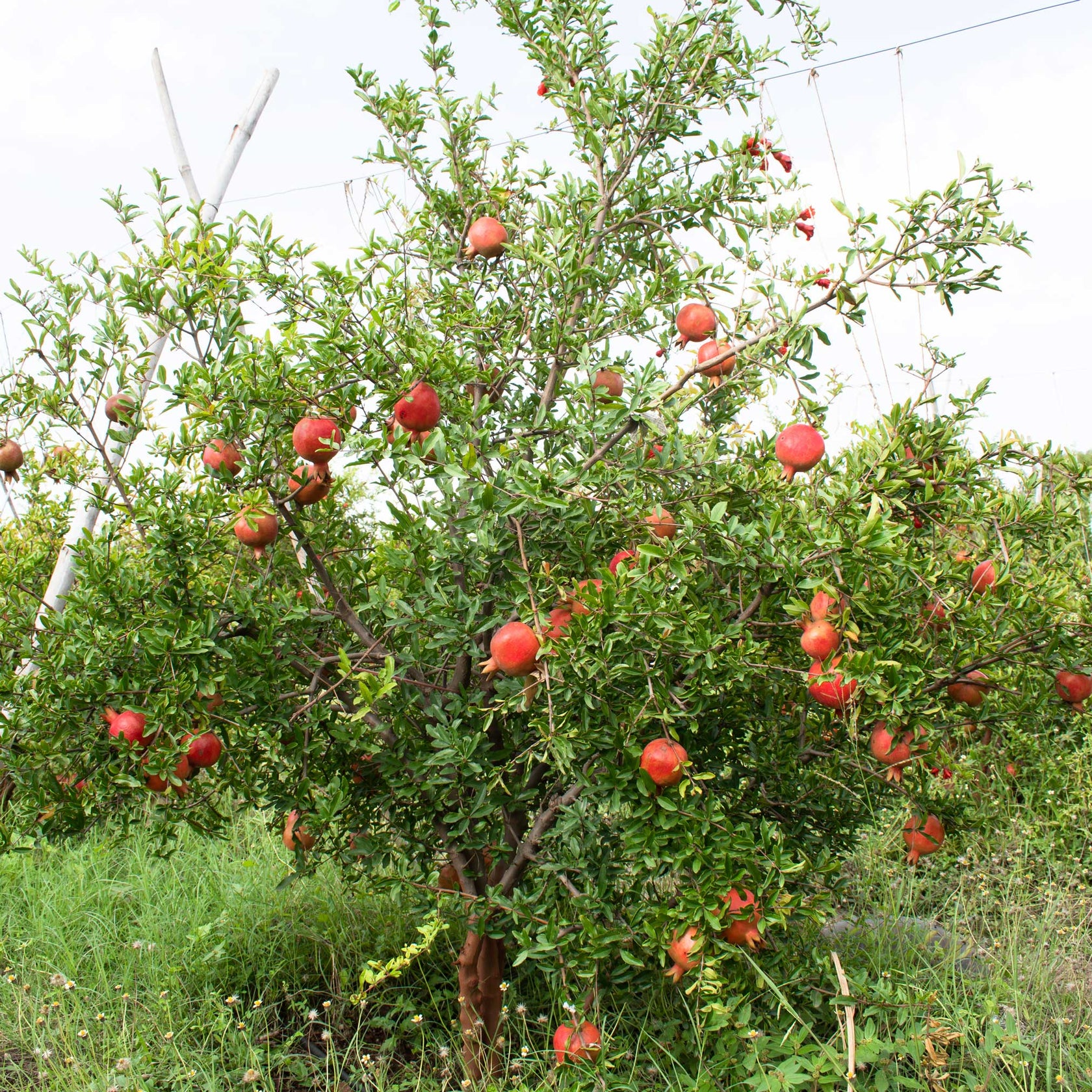 Russian Red Pomegranate for Sale: Experience the Resilience and Rich ...