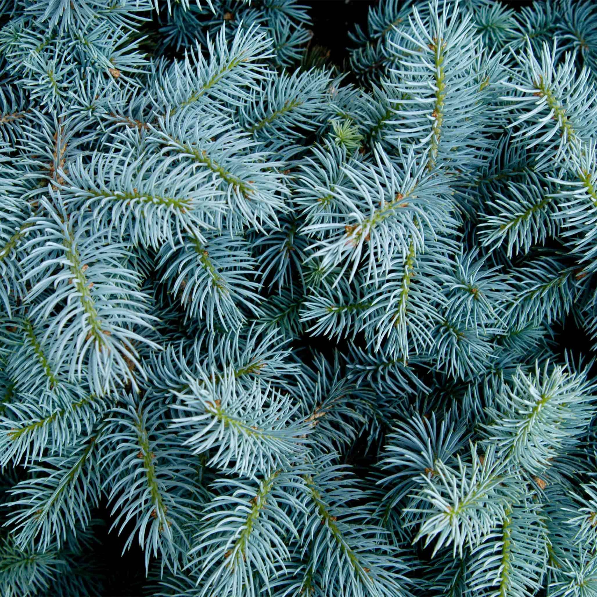 Colorado Blue Spruce | The Sill