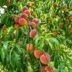 Contender Peach | The Sill