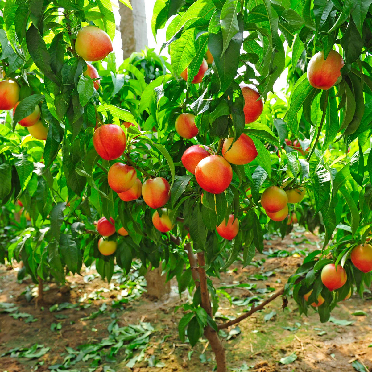 Contender Peach | The Sill