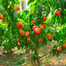 Contender Peach | The Sill
