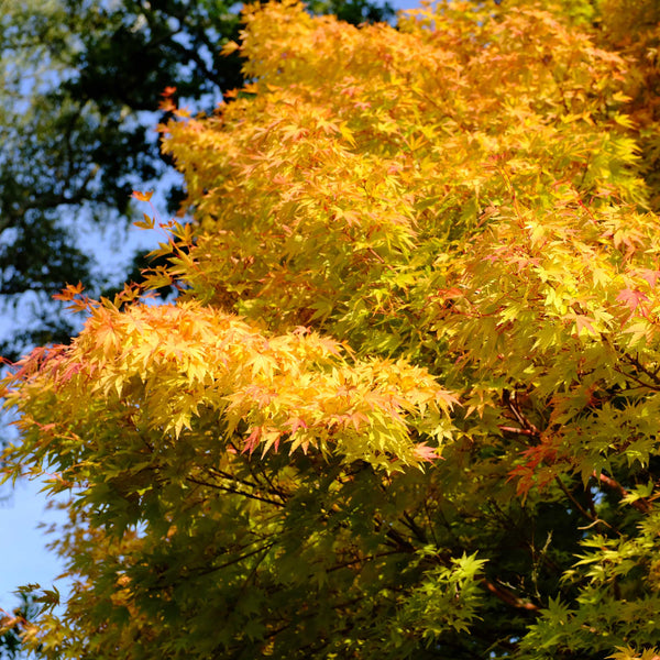 Coral Bark Japanese Maple Tree | The Sill