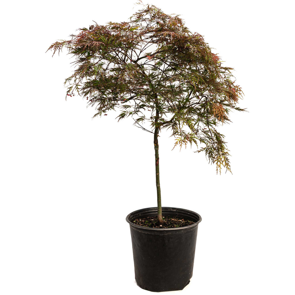 Red Dragon Japanese Maple Tree | The Sill