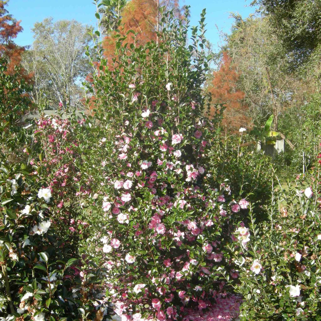 Camellia Shrubs | The Sill