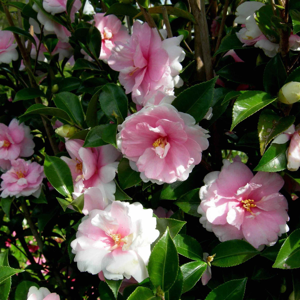 Dream Weaver Camellia | The Sill