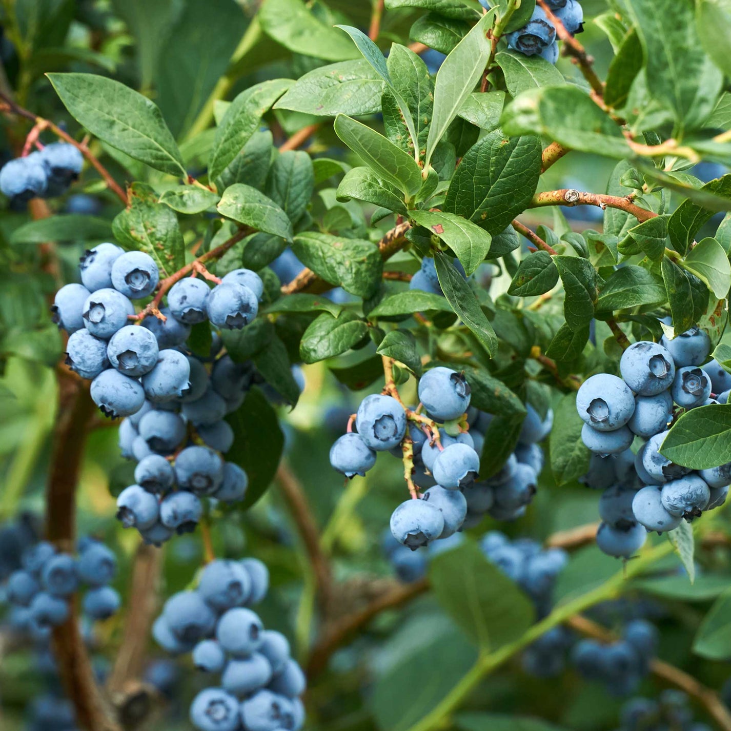 Duke Blueberry Bush | Self-Pollinating Fruit Plant | The Sill