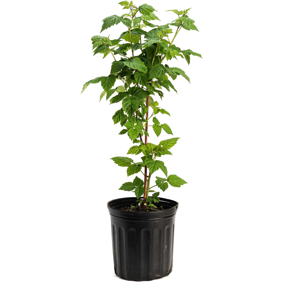 Nova Red Raspberry Plant | The Sill