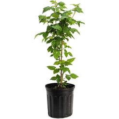 Nova Red Raspberry Plant | The Sill