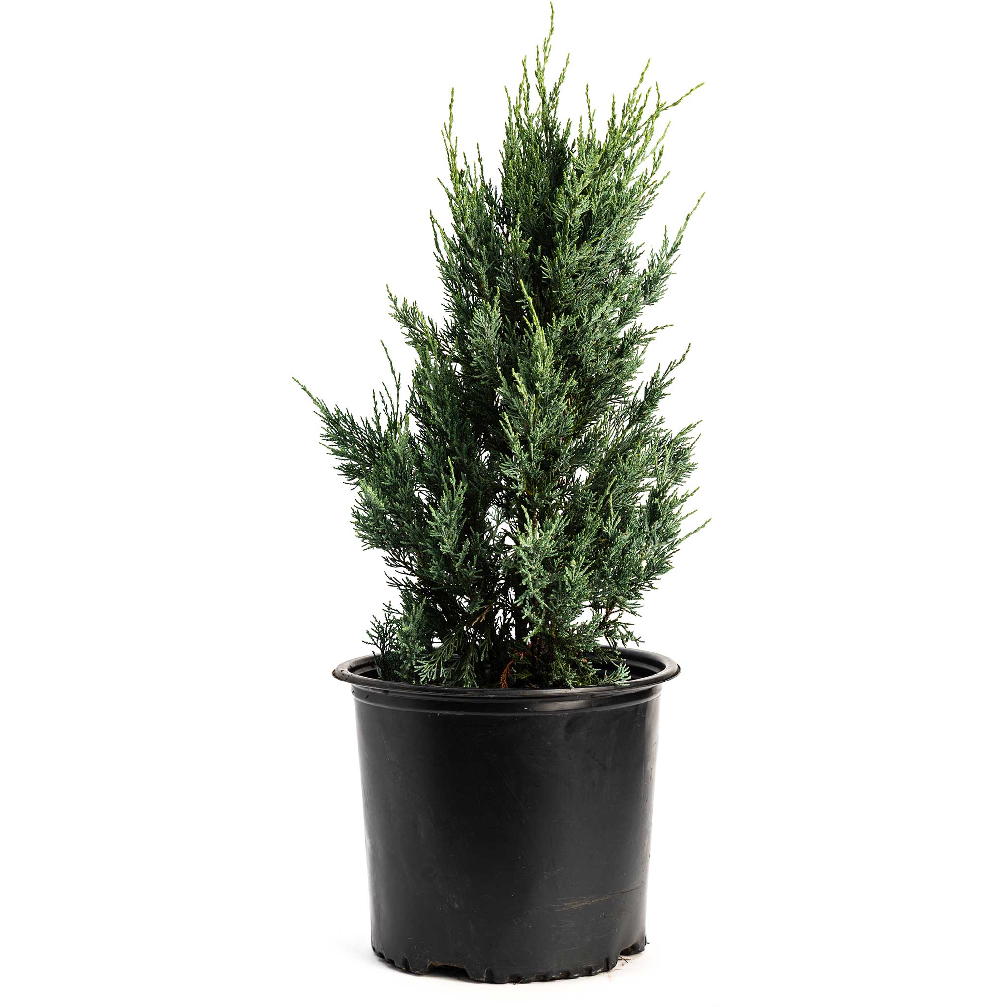 Moonglow Juniper Tree | The Sill