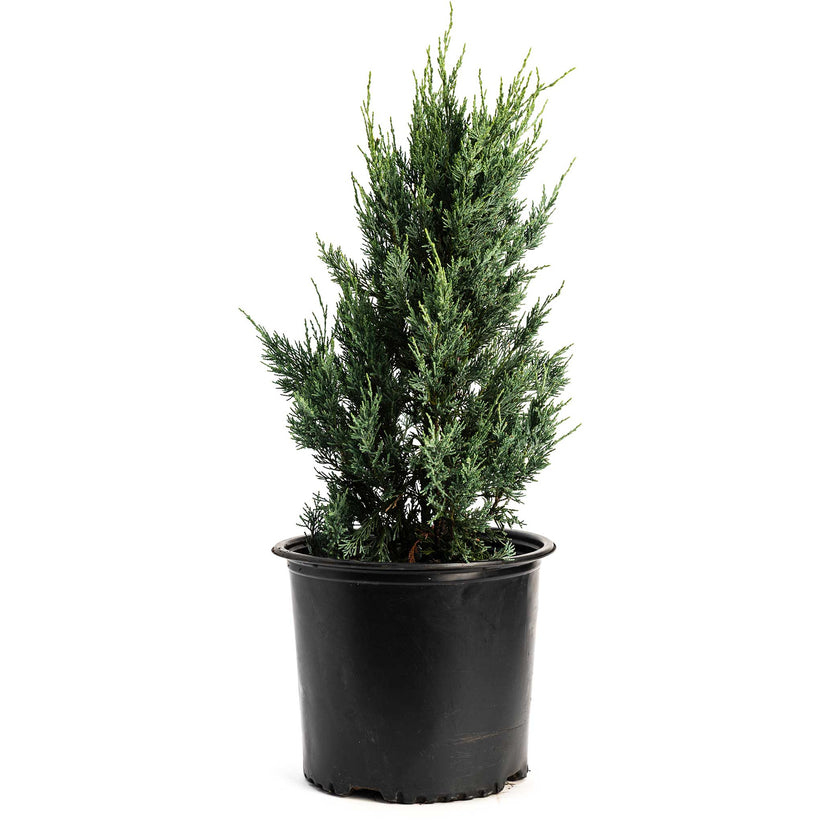 Moonglow Juniper Tree | The Sill