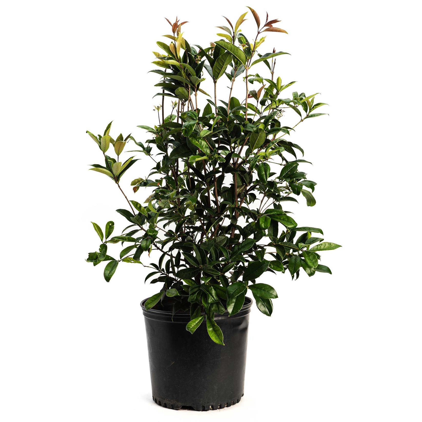 Fragrant Tea Olive Tree for Sale - Enhance Your Garden with Aromatic ...