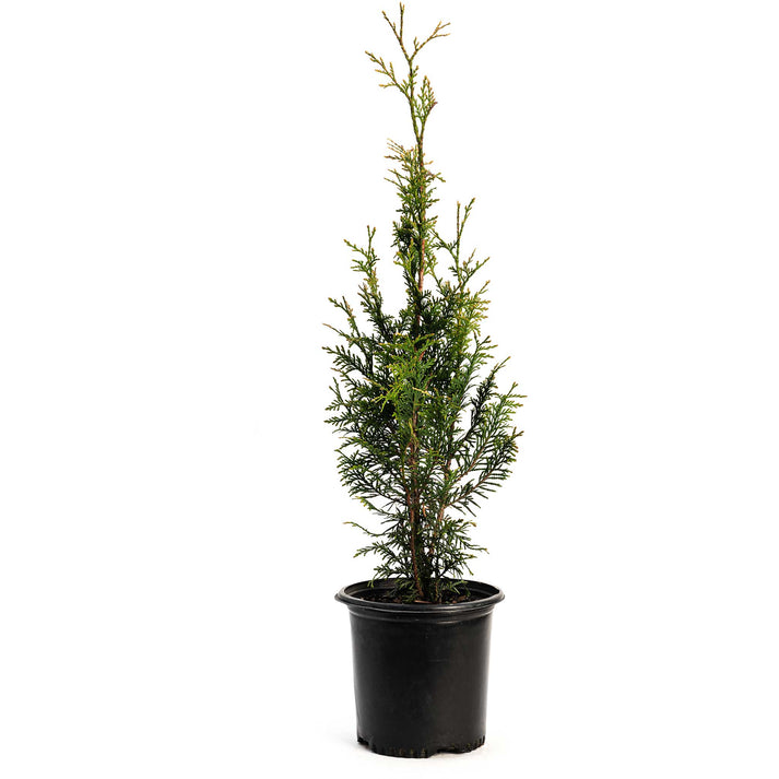 Junior Giant Thuja Tree | The Sill