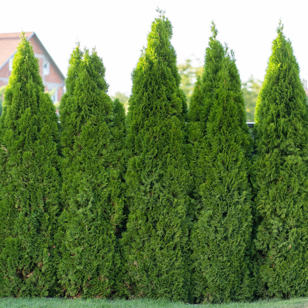 Evergreen Trees | The Sill