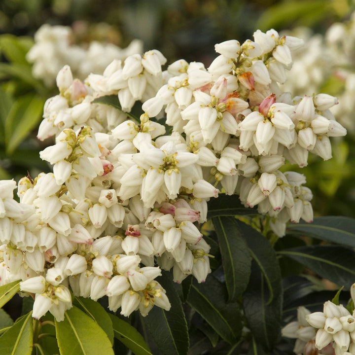 Pieris Shrubs | The Sill