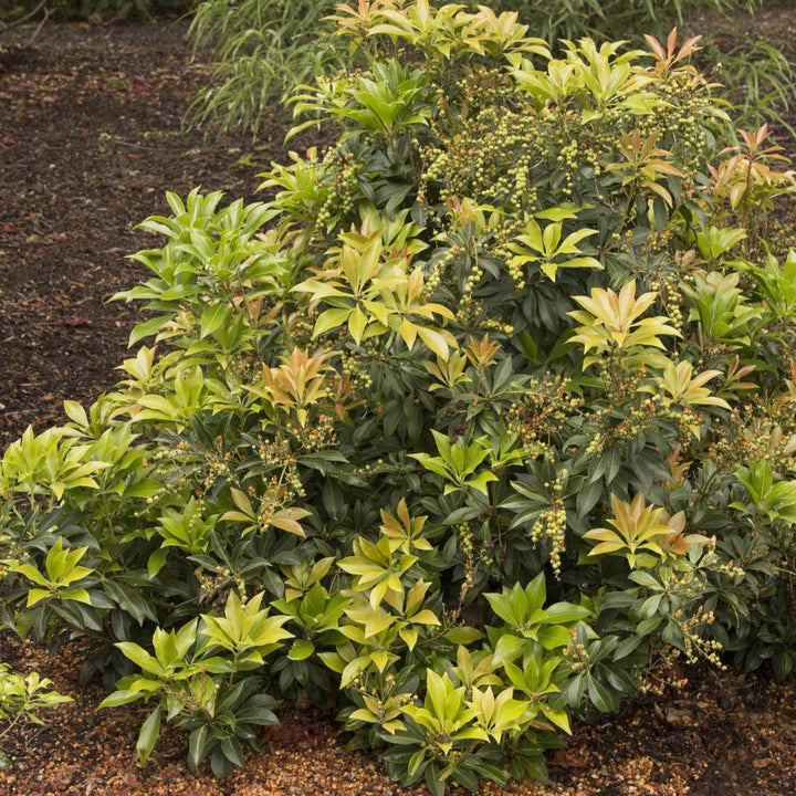 Pieris Shrubs | The Sill