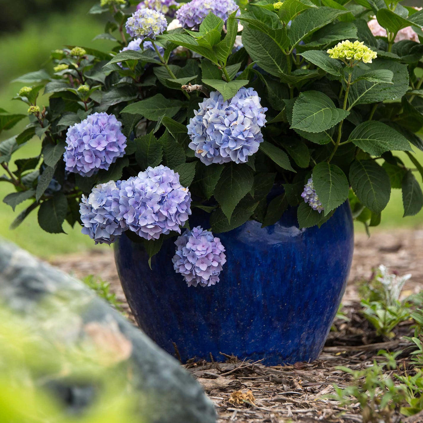Endless Summer® Hydrangea for Sale - Enjoy Year-Round Blooms with this ...