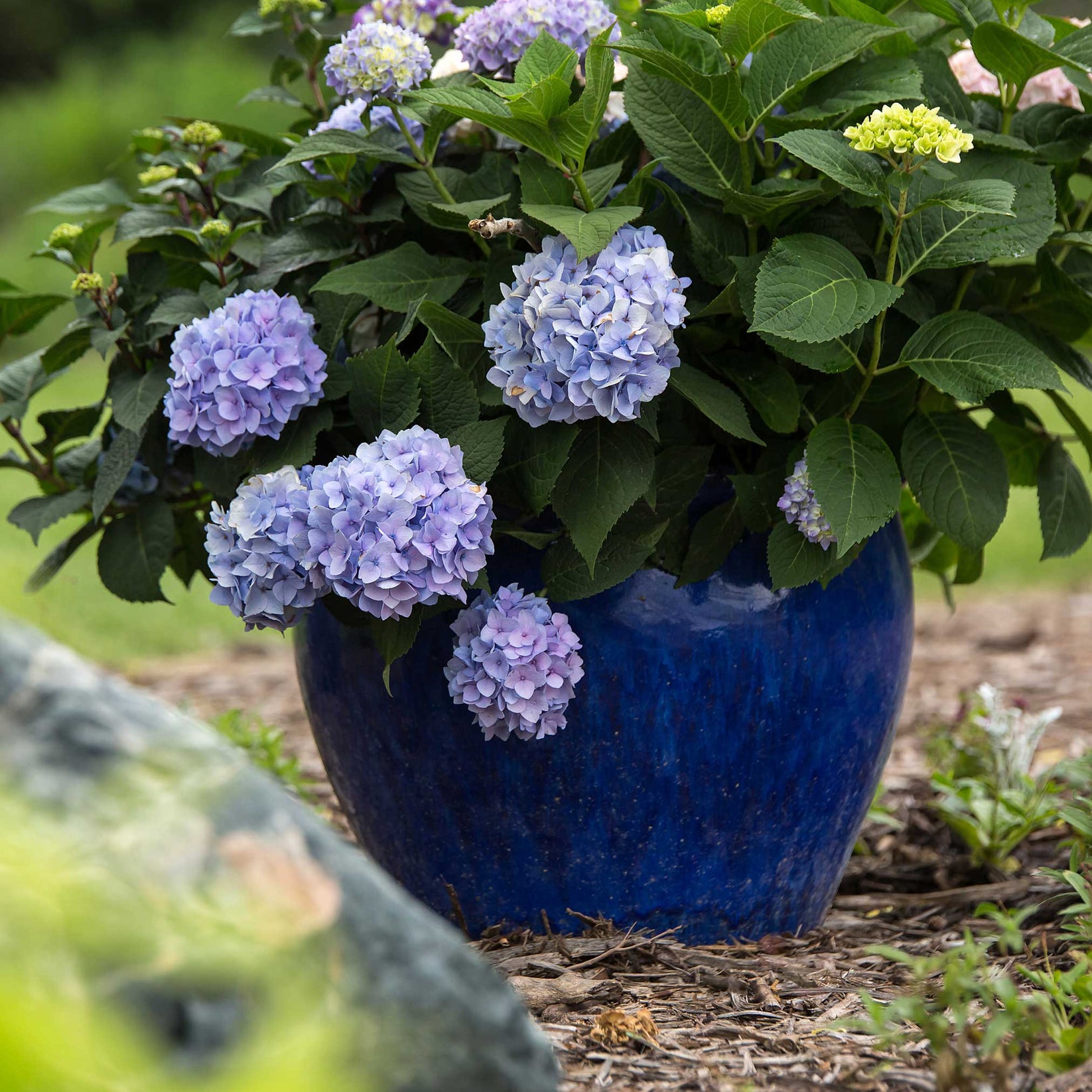 Endless Summer® Hydrangea for Sale - Enjoy Year-Round Blooms with this ...