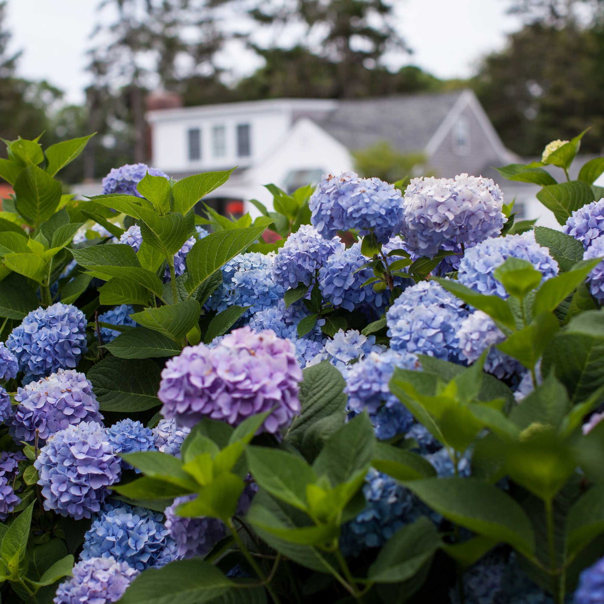 Endless Summer® Hydrangea for Sale - Enjoy Year-Round Blooms with this ...