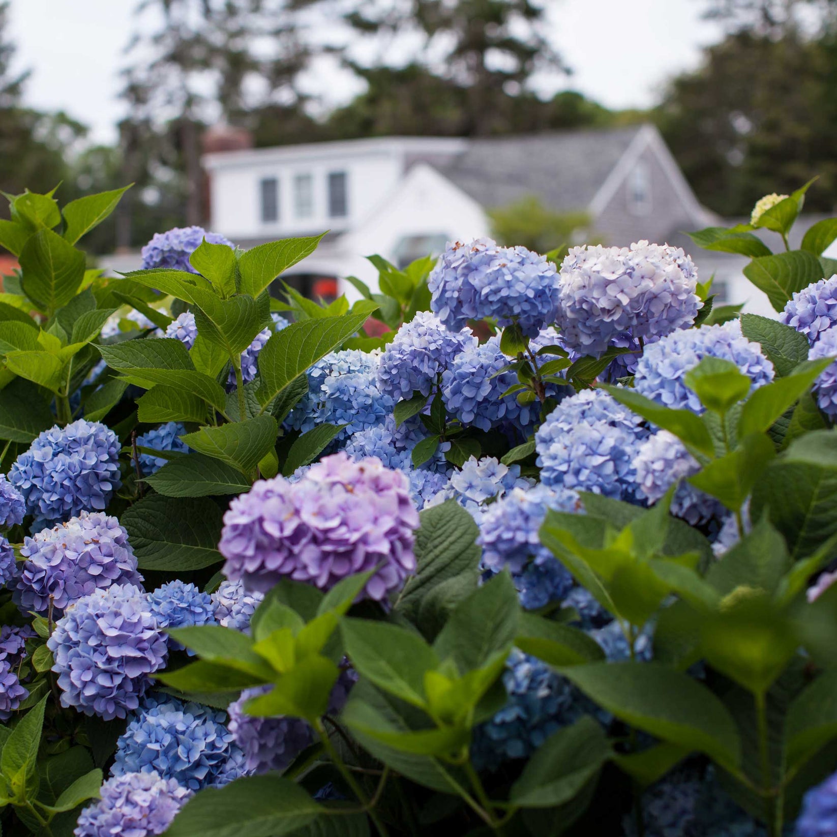 Endless Summer® Hydrangea for Sale - Enjoy Year-Round Blooms with this ...