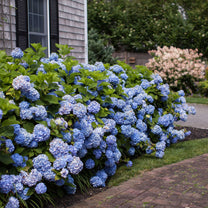 Endless Summer® Hydrangea for Sale - Enjoy Year-Round Blooms with this ...