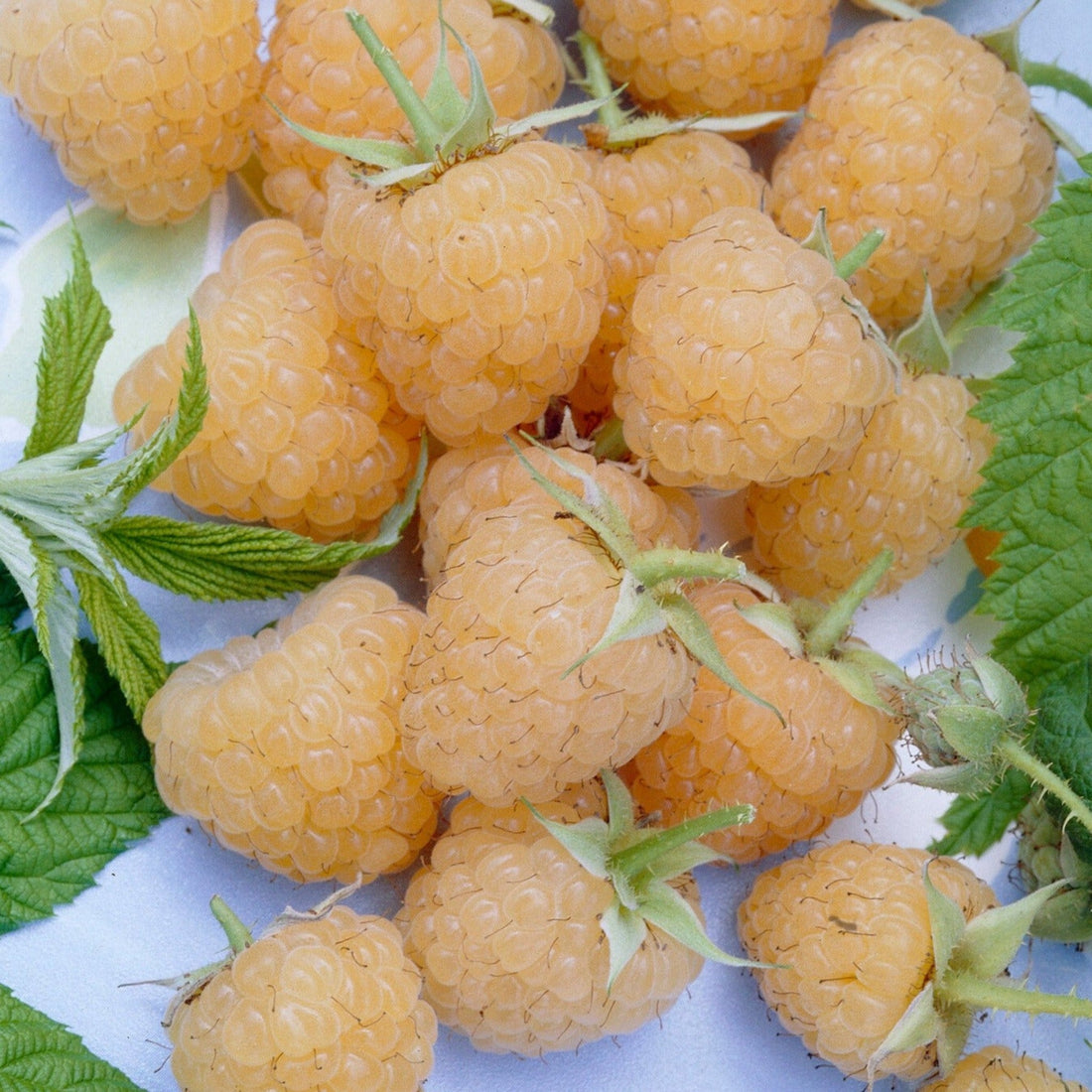 Fall Gold Raspberry | The Sill