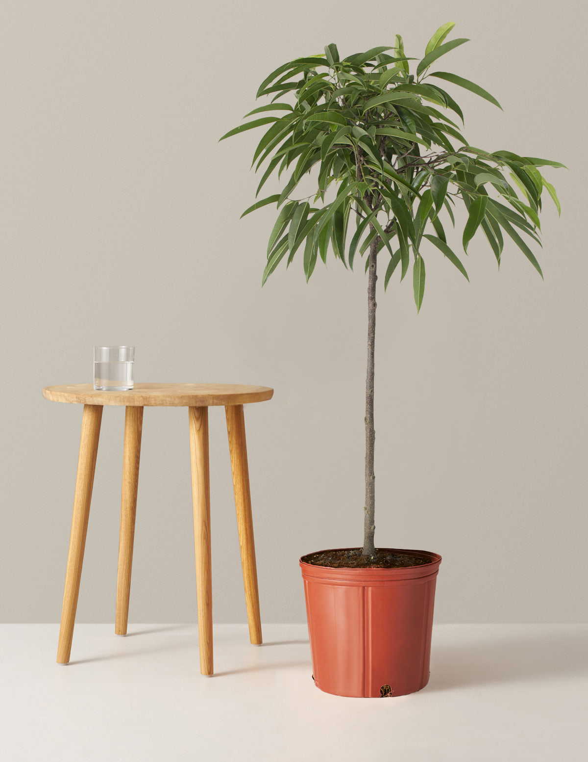 Large Ficus Alii Tree Floor Plant | Easy Indoor Plants for Delivery ...