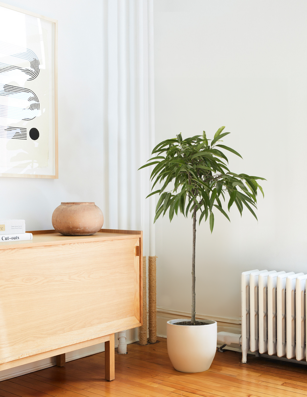 Large Ficus Alii Tree Floor Plant | Easy Indoor Plants for Delivery ...