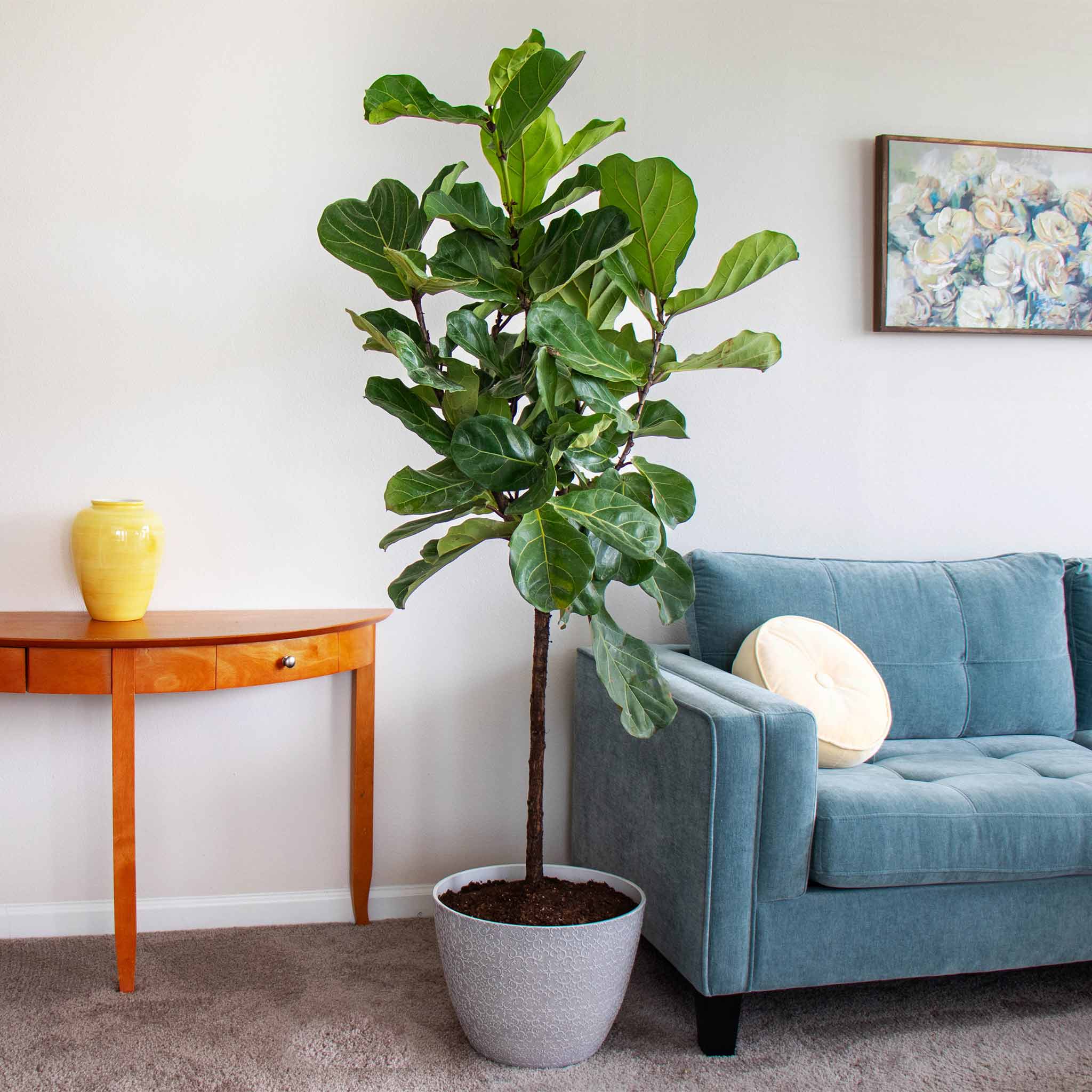 Floor Plants and Large Indoor Plants | Delivered to You | The Sill