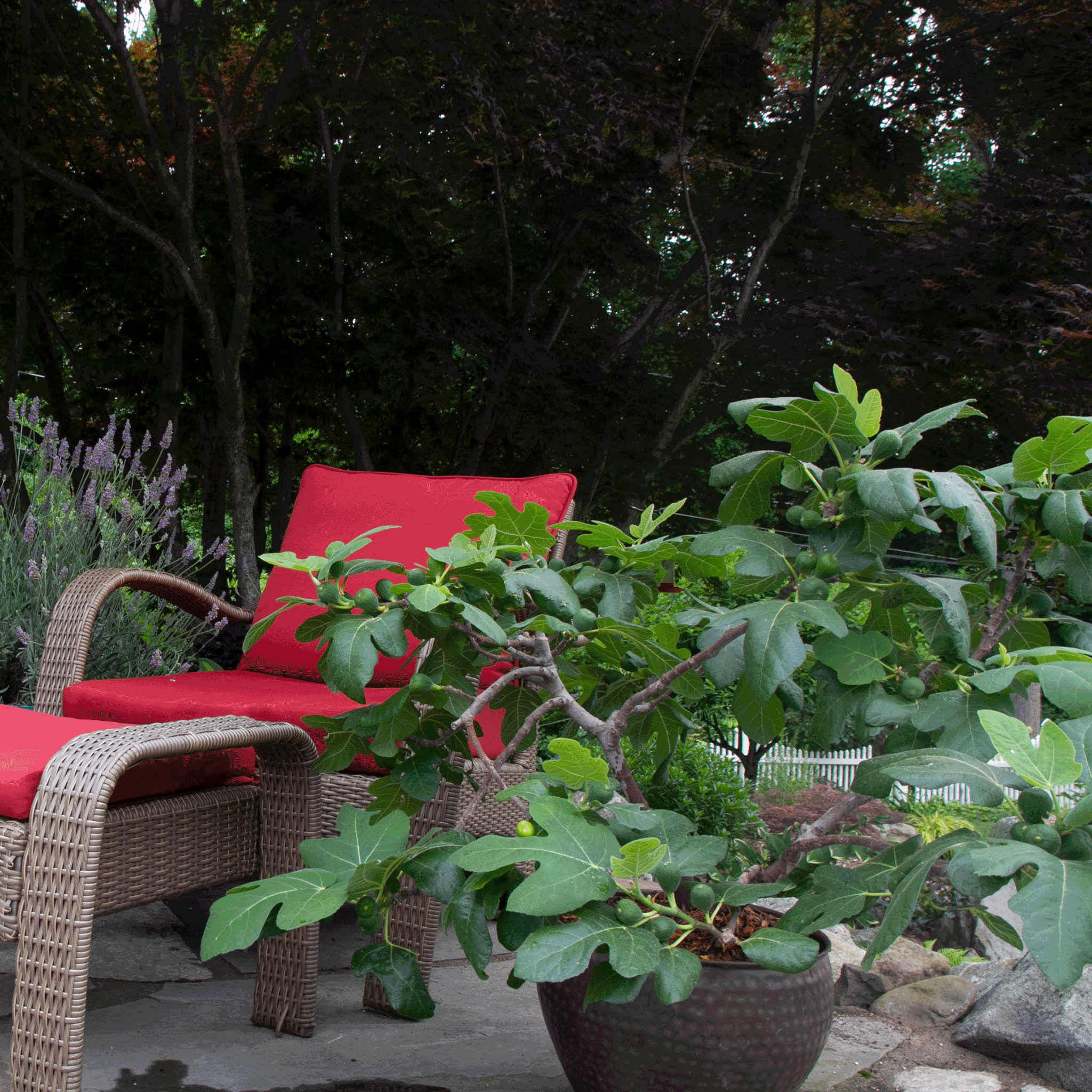 Fignominal Fig | The Sill