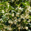 Fragrant Tea Olive Tree for Sale - Enhance Your Garden with Aromatic ...