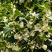 Fragrant Tea Olive Tree for Sale - Enhance Your Garden with Aromatic ...