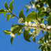 Fragrant Tea Olive Tree for Sale - Enhance Your Garden with Aromatic ...