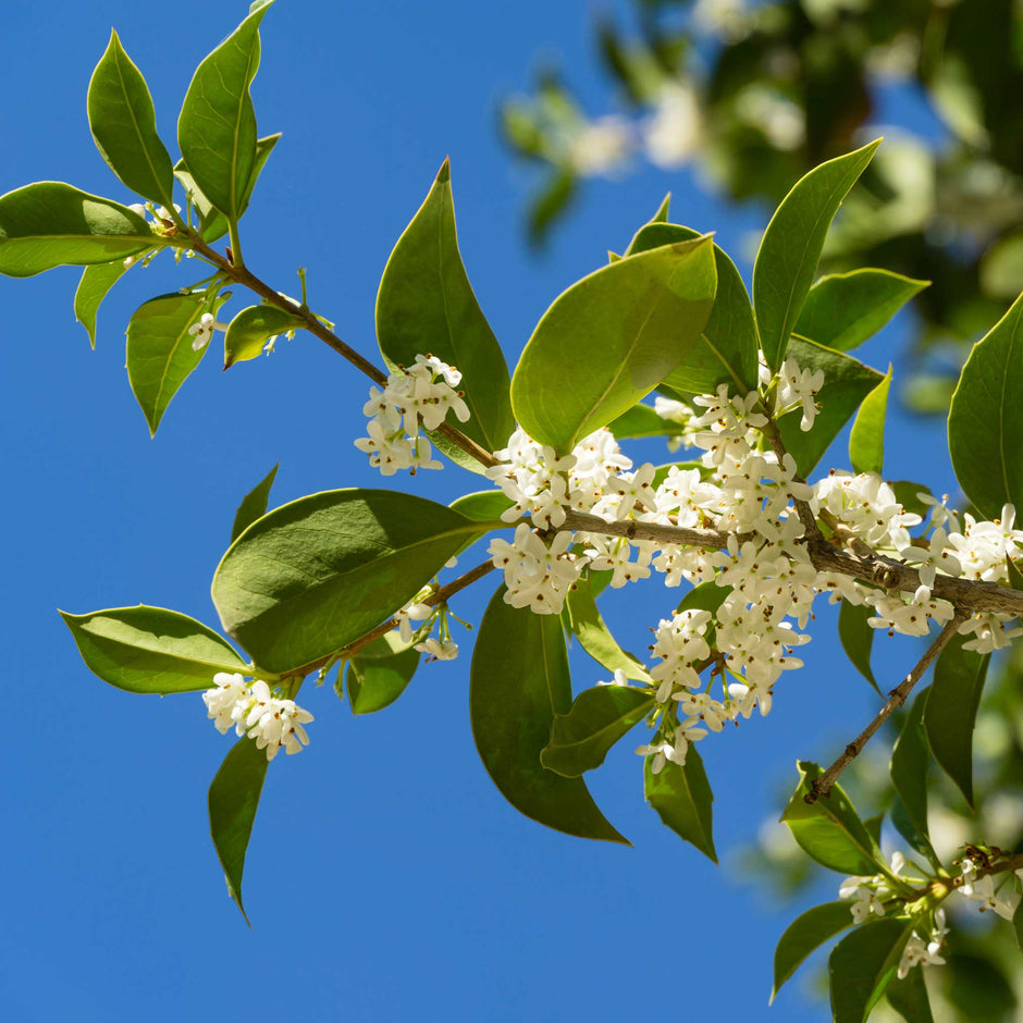Privacy Trees & Shrubs | The Sill