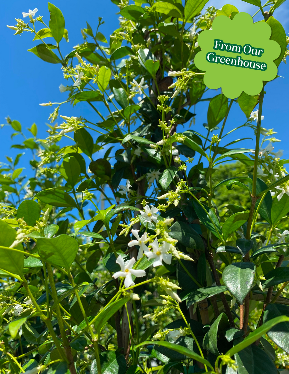 Take A Look About Star Jasmine Scentfeed