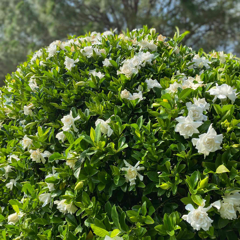 Frost Proof Gardenia | The Sill