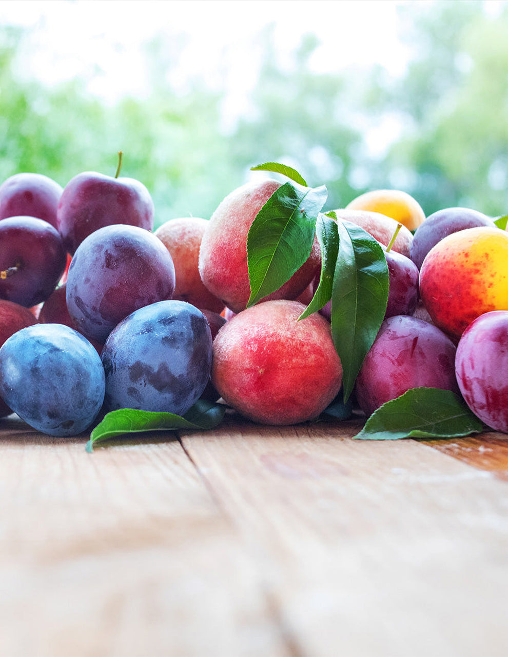 Fruit Cocktail Tree | The Sill