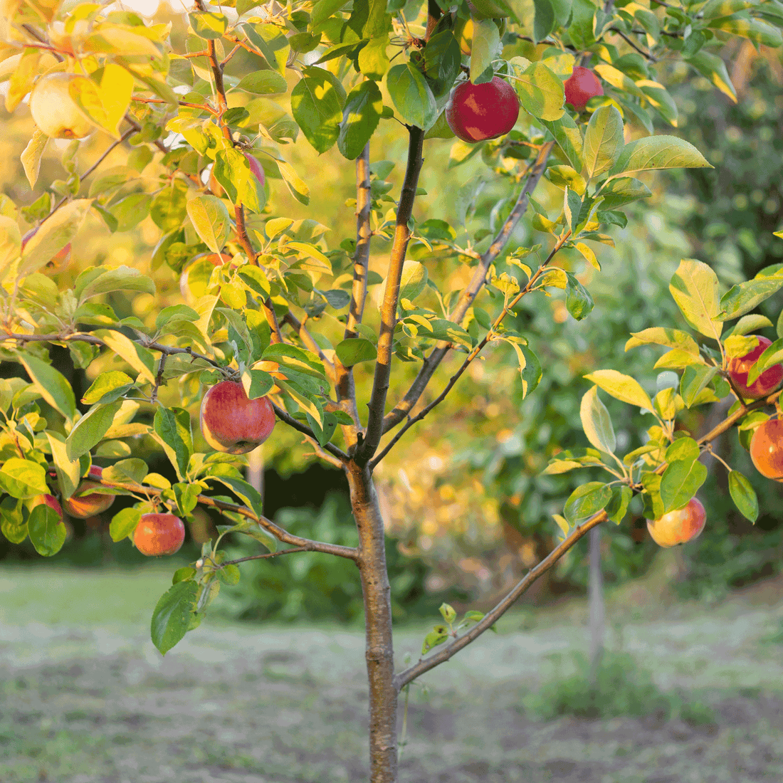 Fuji Apple Tree | The Sill