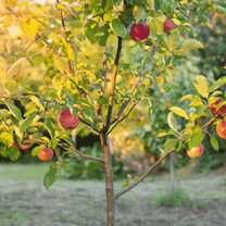 Fuji Apple Tree | The Sill