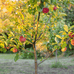 Fuji Apple Tree | The Sill