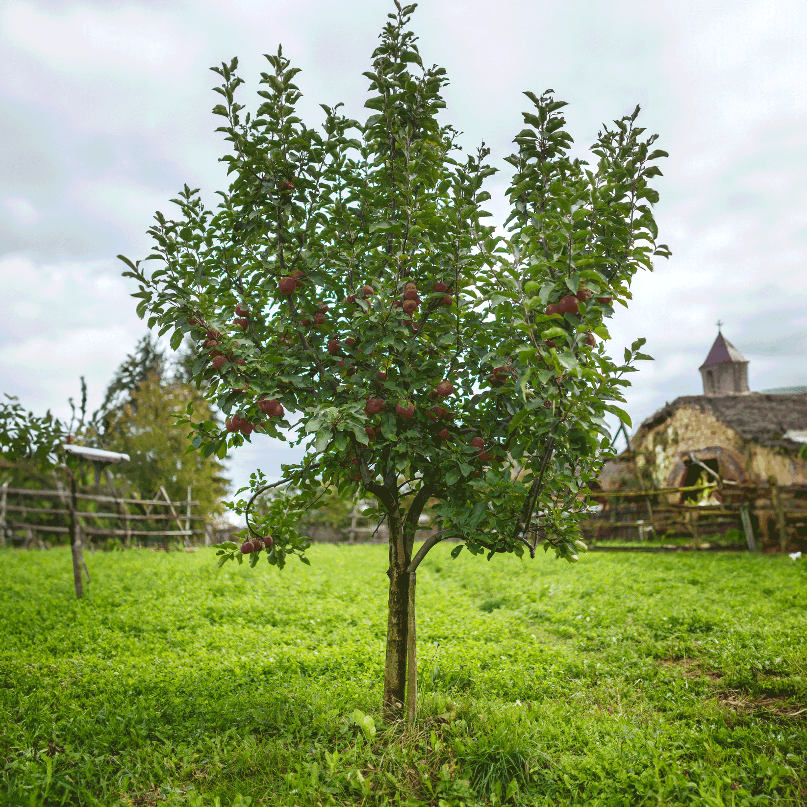 Fuji Apple Tree | The Sill