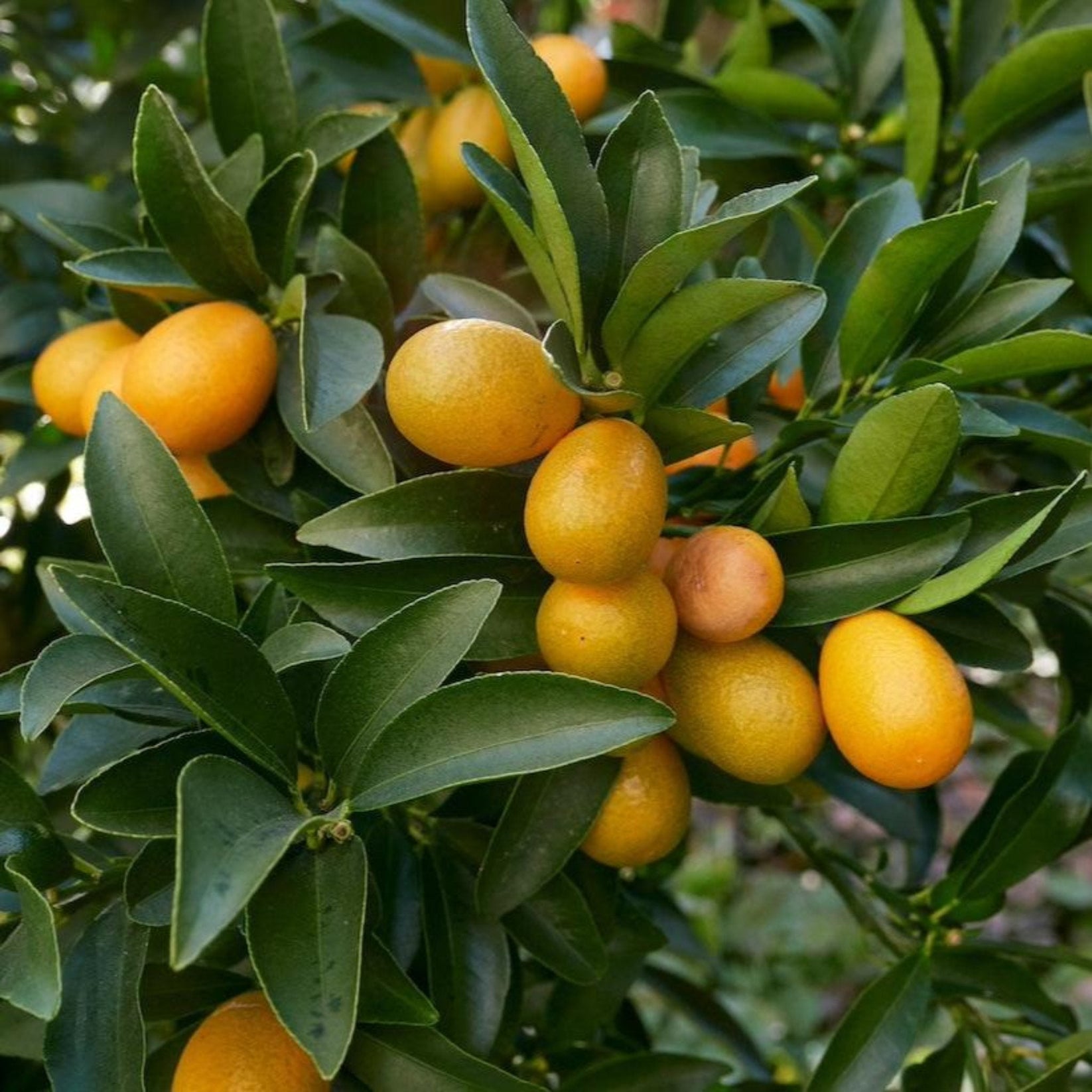 Fukushu Kumquat Tree | The Sill
